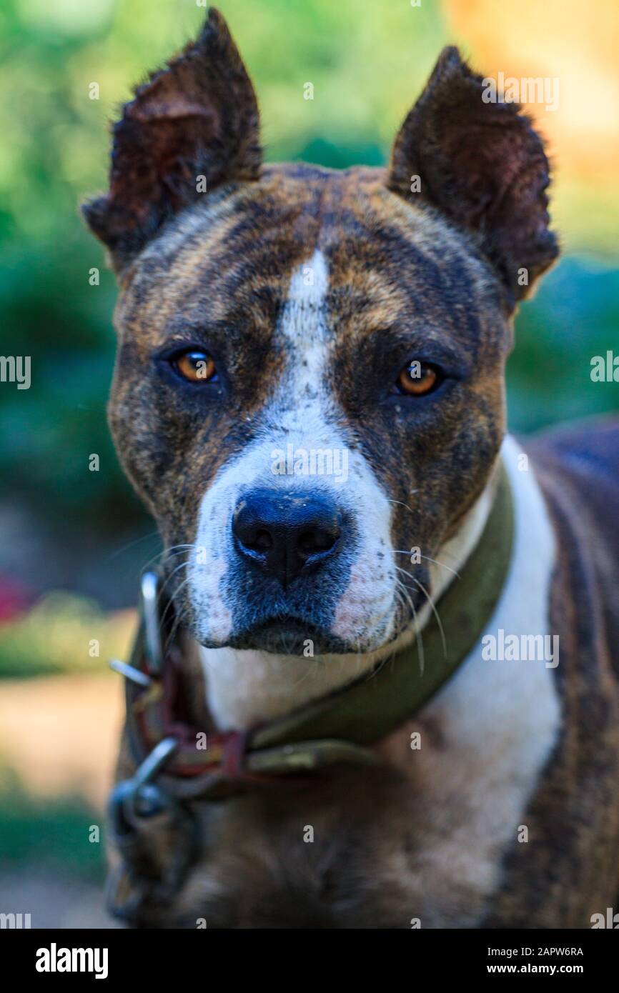 Muzzle of a large evil guard dog with large teeth close-up. The open ...