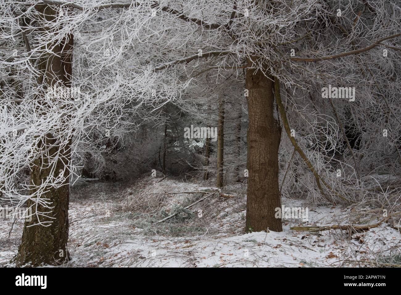 frozen snow in the forest Stock Photo - Alamy