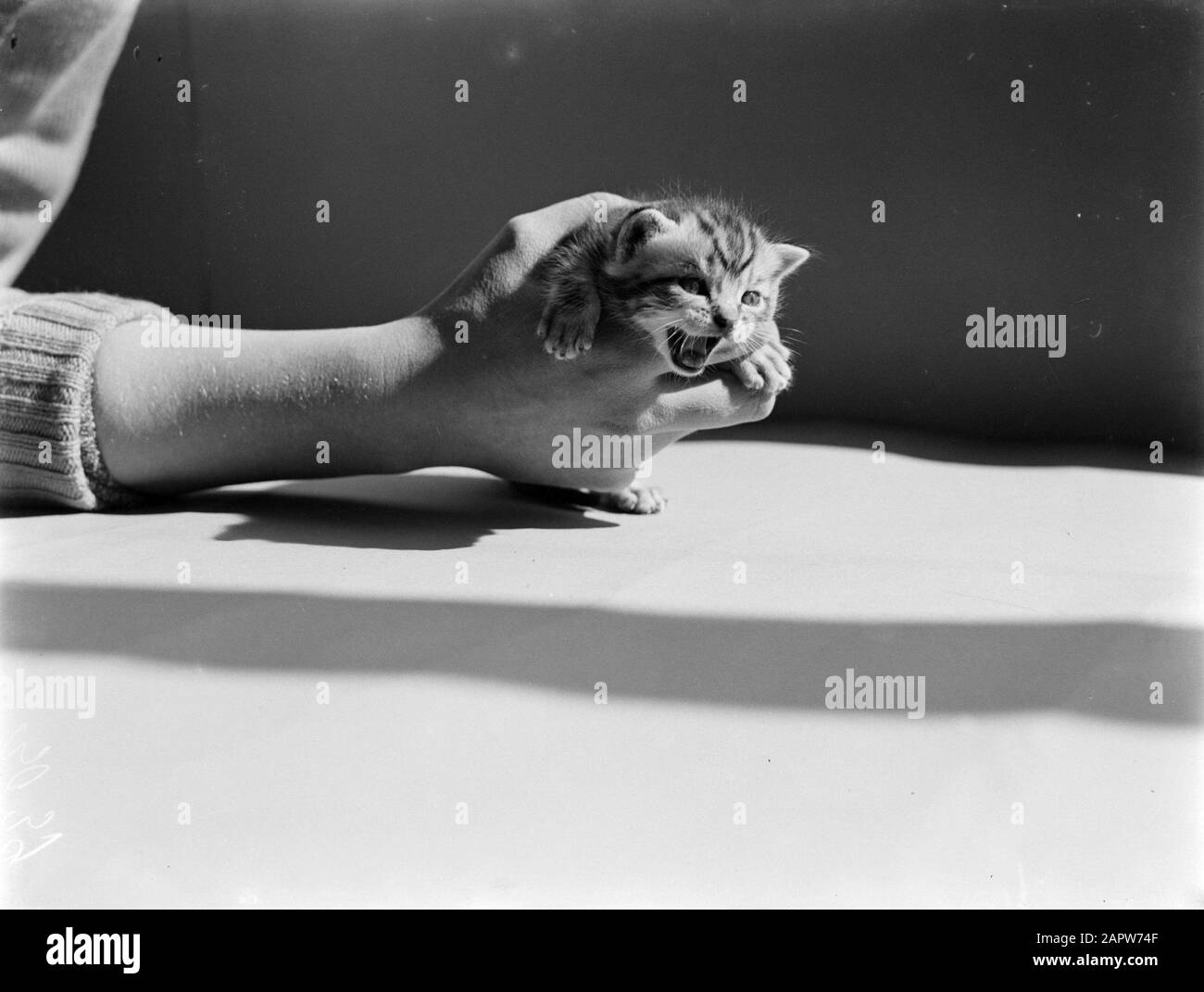 Little kitten in a hand Date: undated Keywords: cats Stock Photo - Alamy