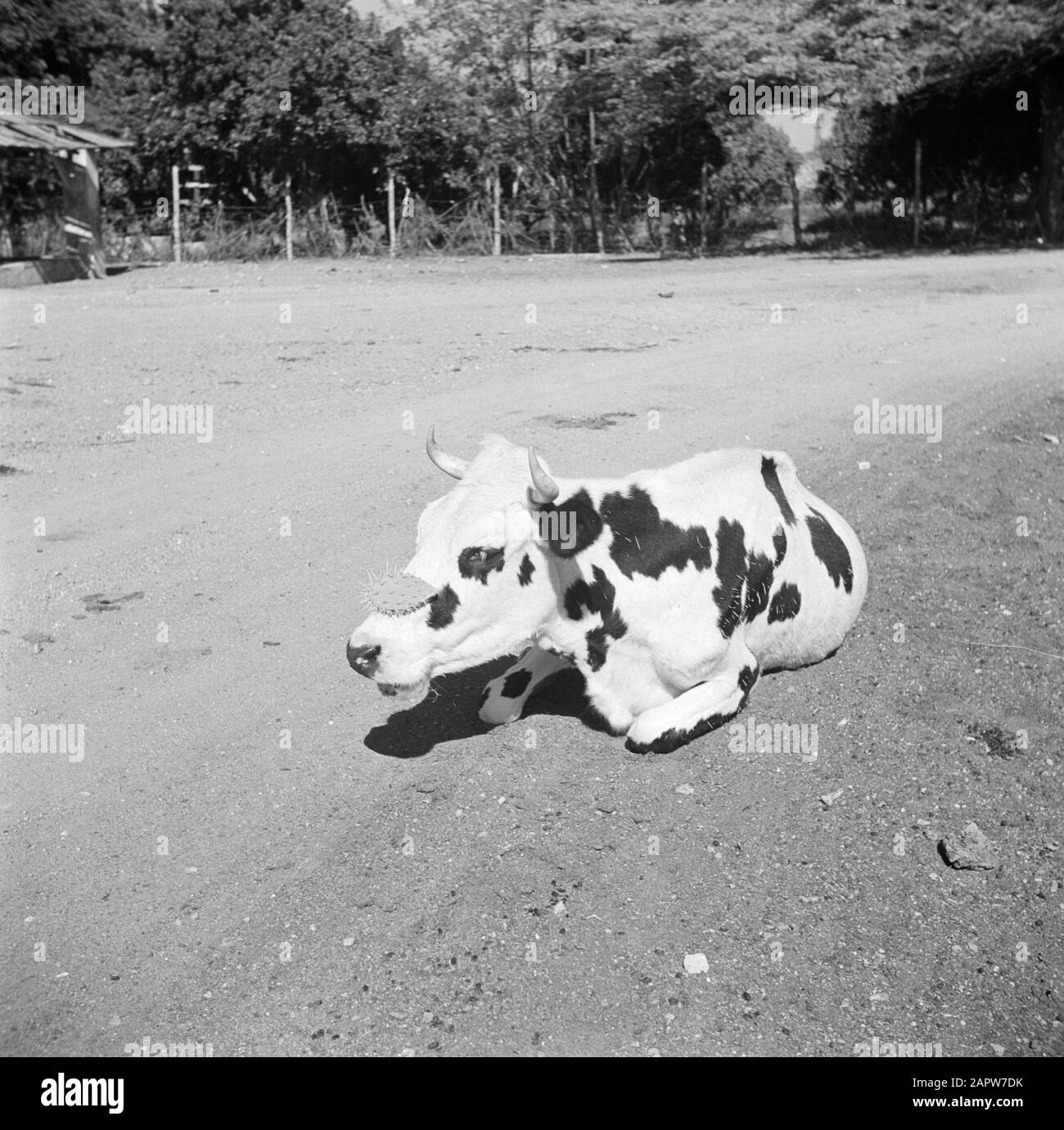Cow in cactus Black and White Stock Photos & Images - Alamy