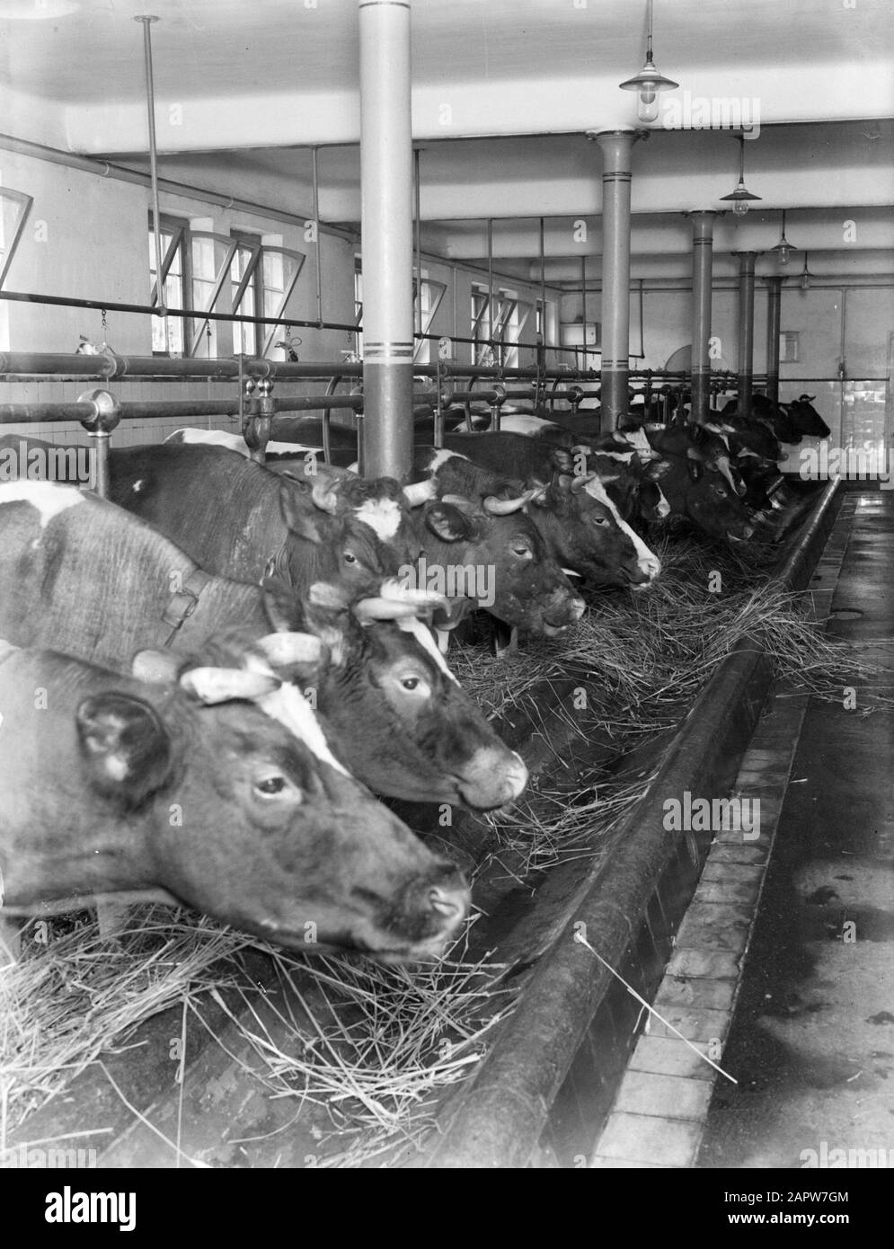 Hofstede Oud-Bussem Cows in the stable of model farm Hofstede Oud ...