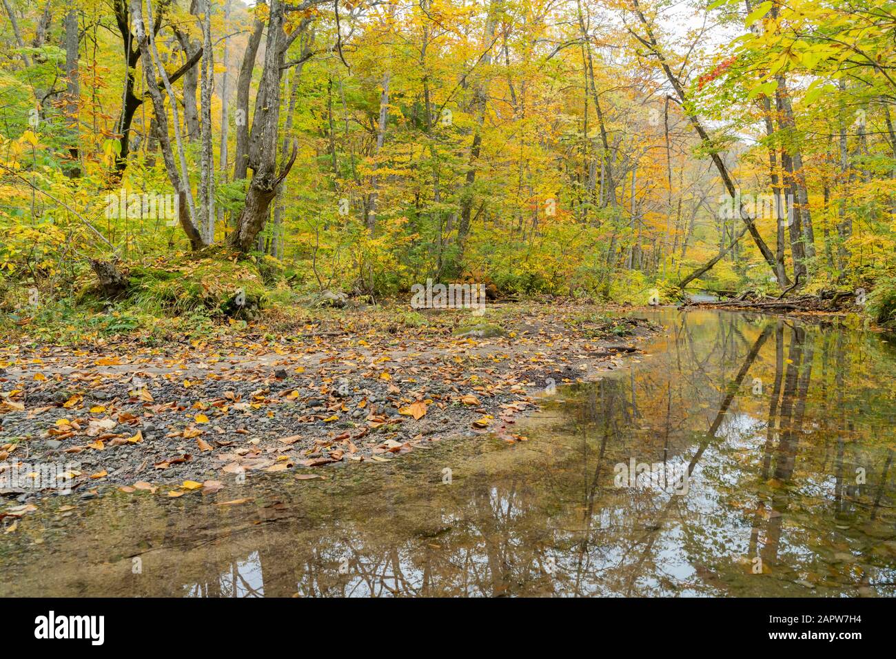 Beautiful fall color of the Oirase Gorge at Aomori, Japan Stock Photo ...