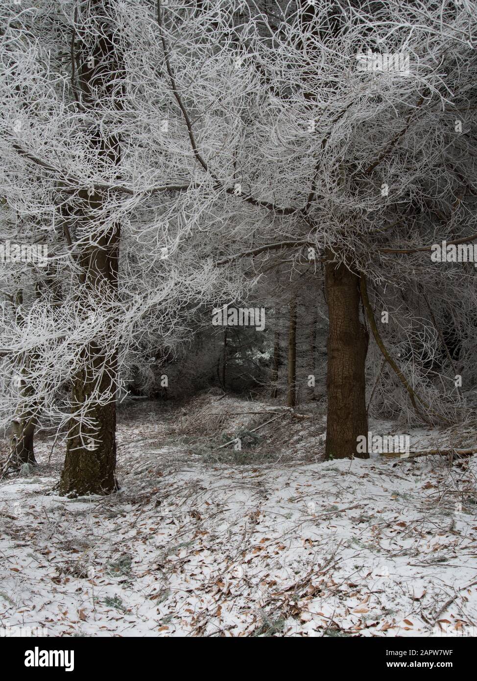 frozen snow in the forest Stock Photo - Alamy