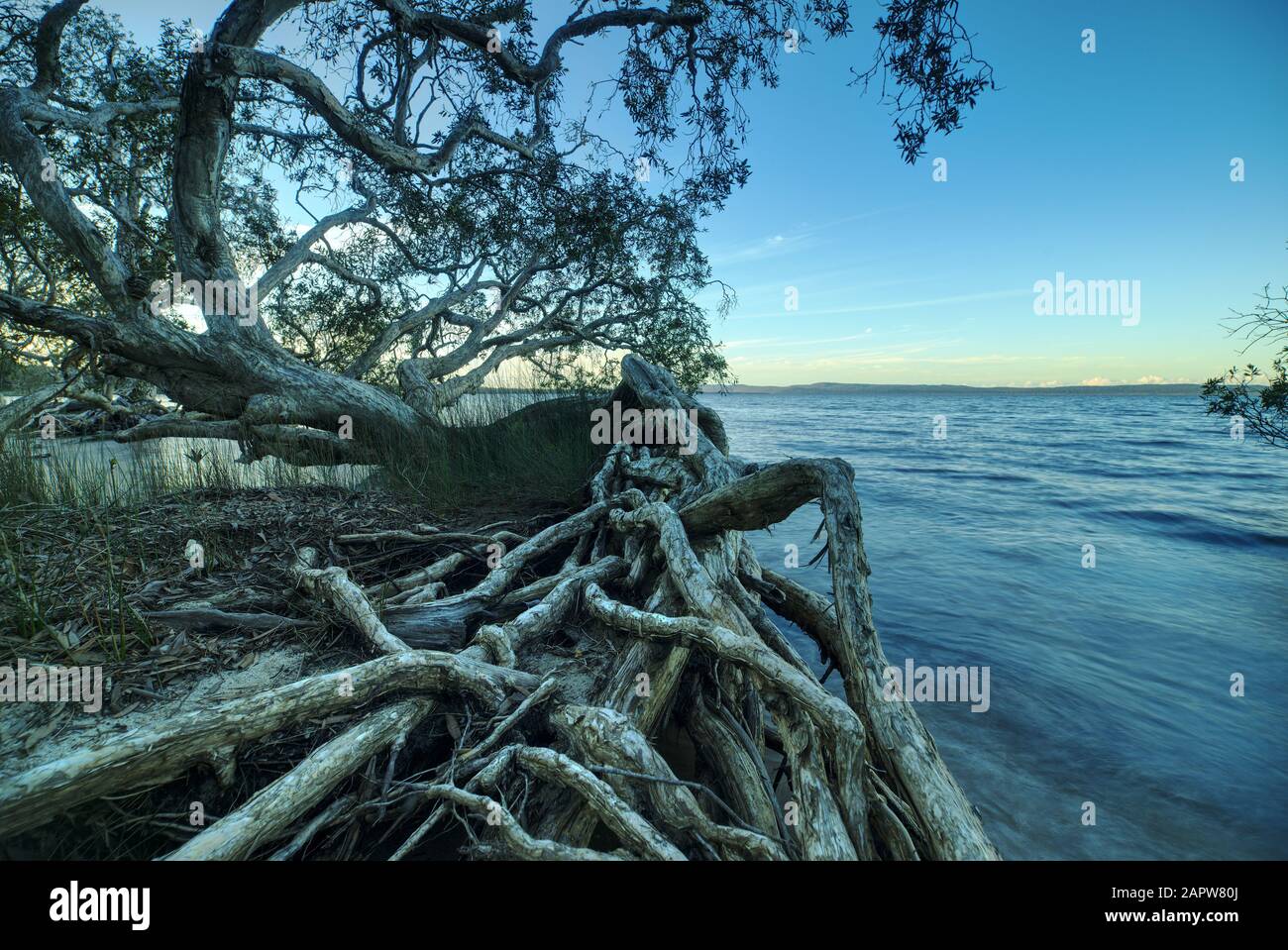 Eucalyptus tree and roots formation on the edge water Stock Photo - Alamy
