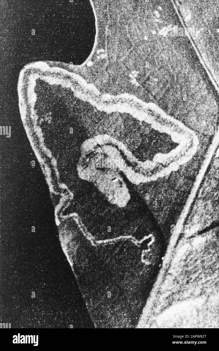 Miner moth Black and White Stock Photos & Images - Alamy