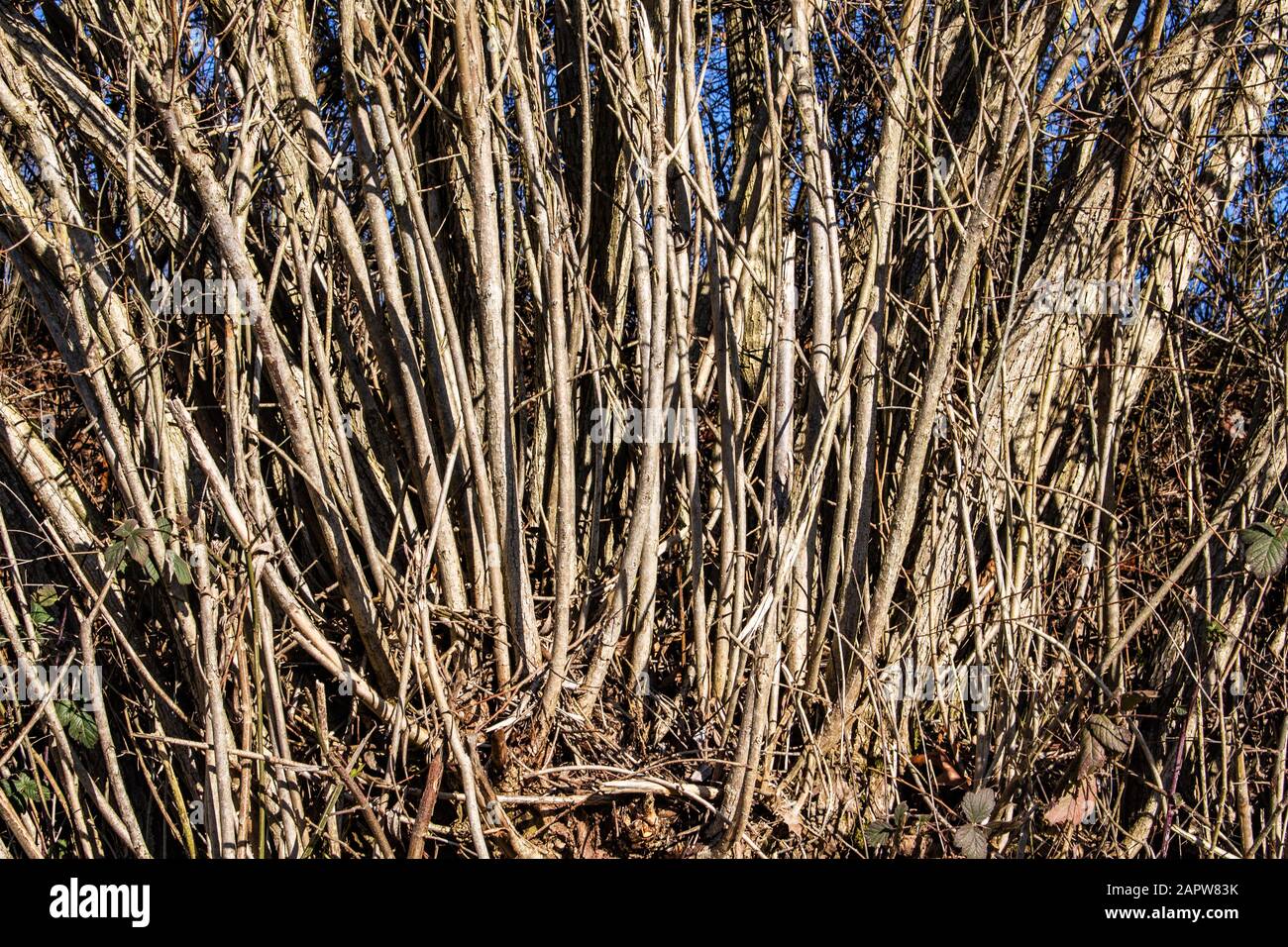 Dry straight vertical branches of a bush for use as natural background ...