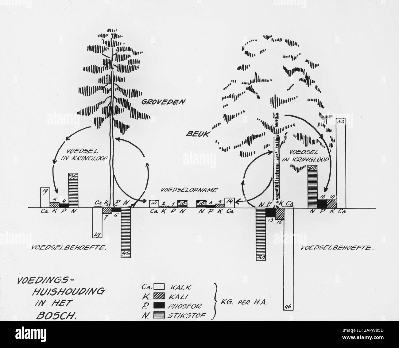 Biodiversity nutrient Black and White Stock Photos & Images - Alamy