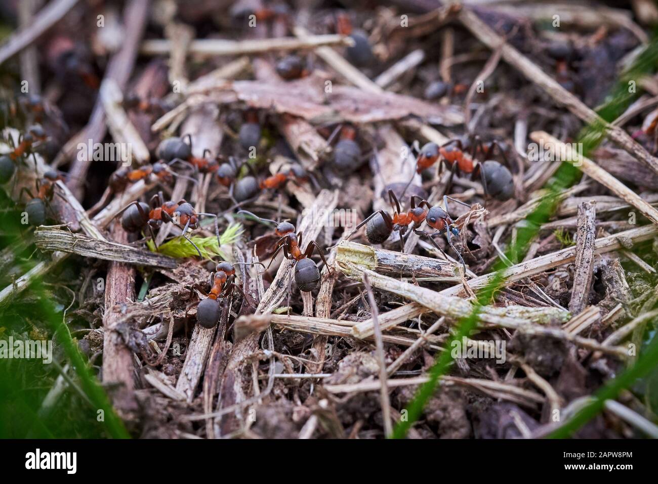 Formicidae family hi-res stock photography and images - Alamy