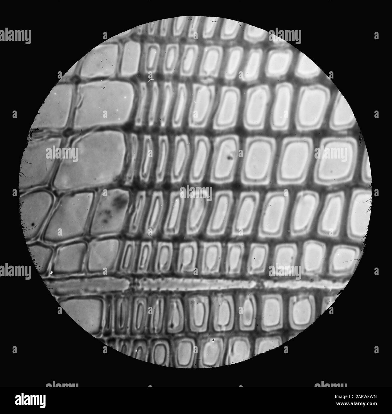 Scale cross section view Black and White Stock Photos & Images - Alamy