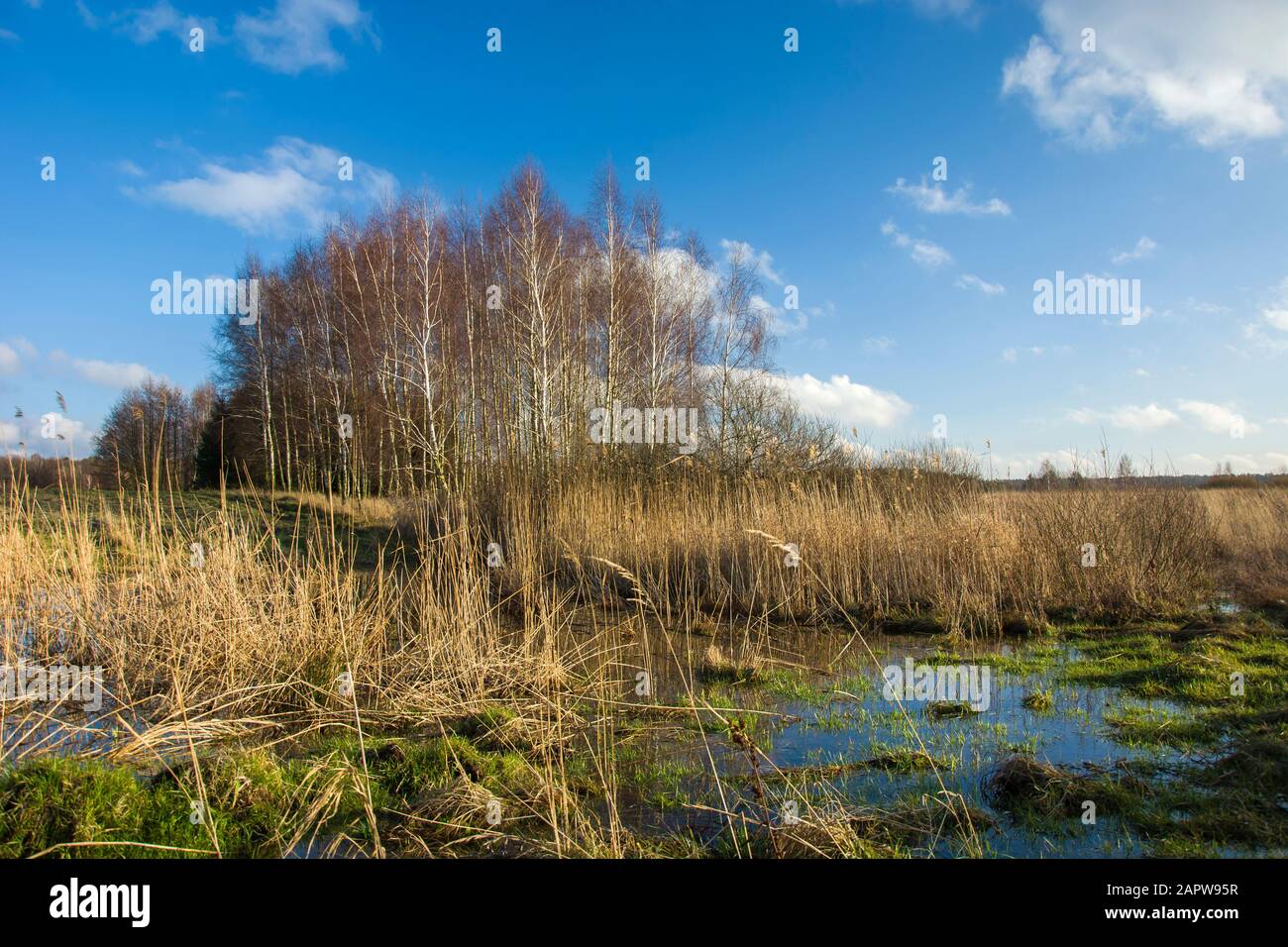 Birch swamp hi-res stock photography and images - Alamy