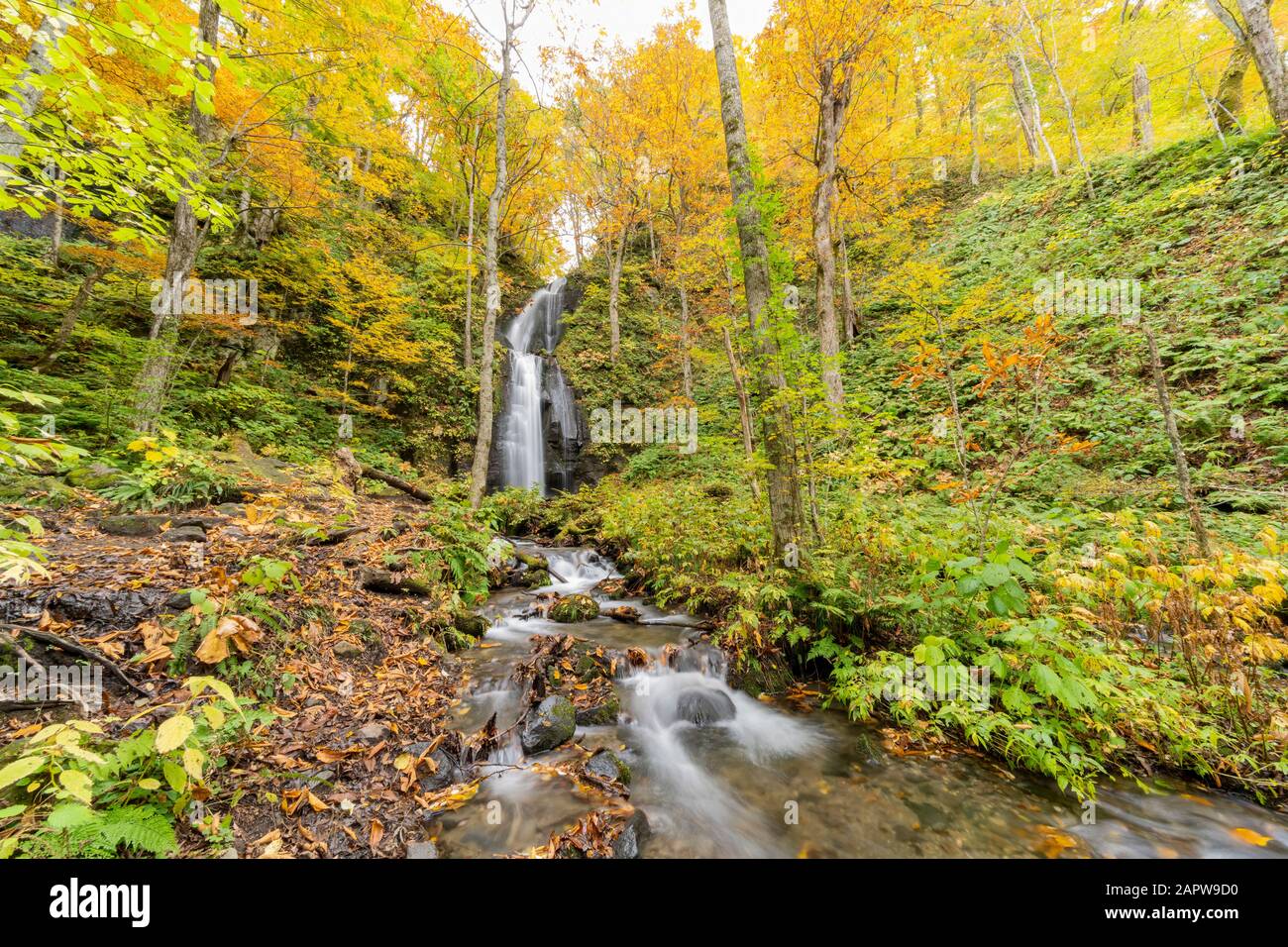Beautiful fall color of the Kamoi no taki, Oirase Gorge at Aomori ...