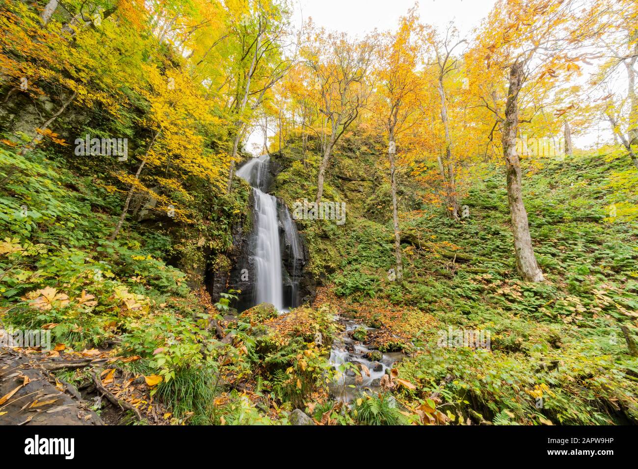 Beautiful fall color of the Kamoi no taki, Oirase Gorge at Aomori ...
