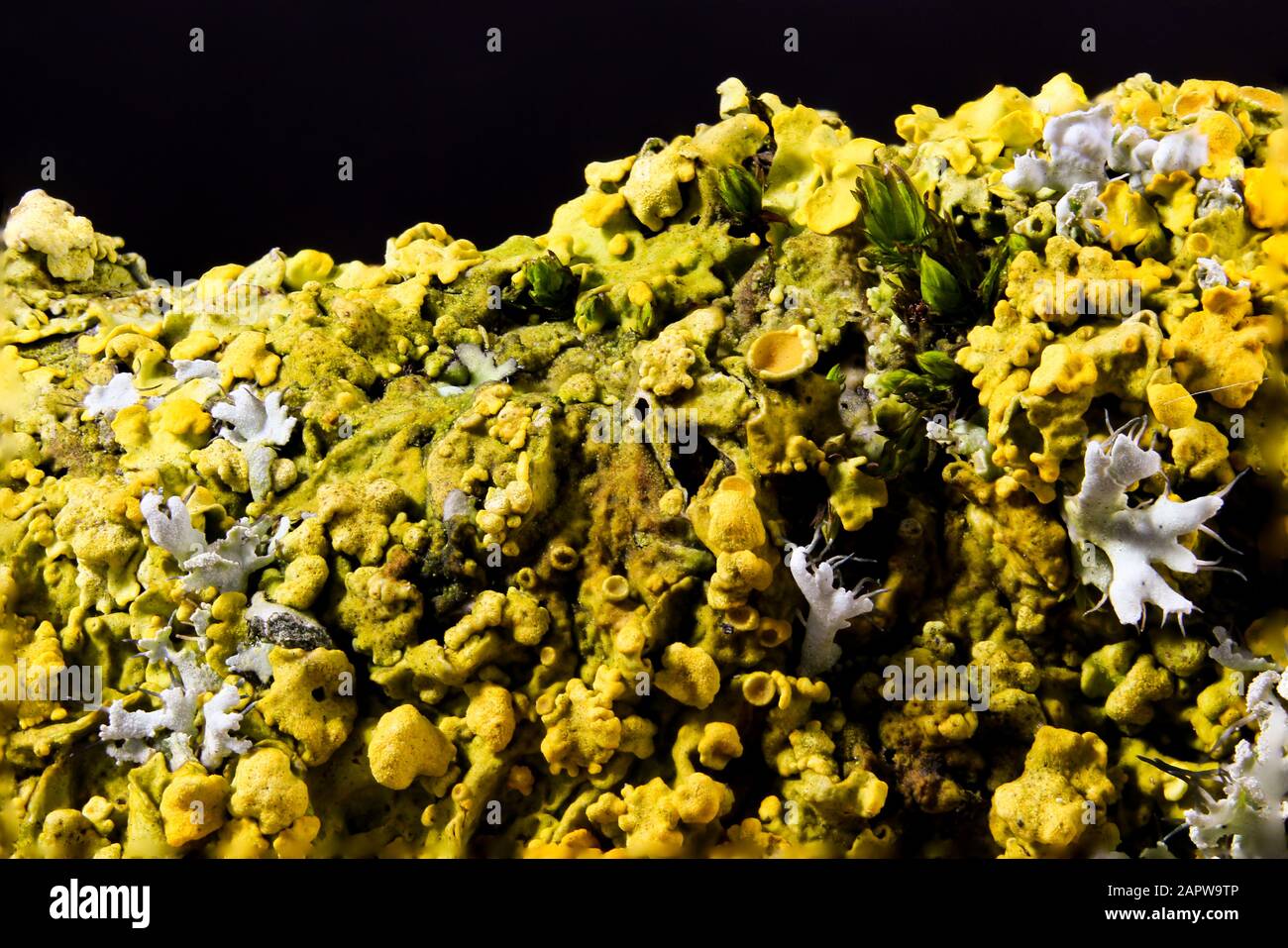 Macro of lichen for natural pattern background or wallpaper Stock Photo ...