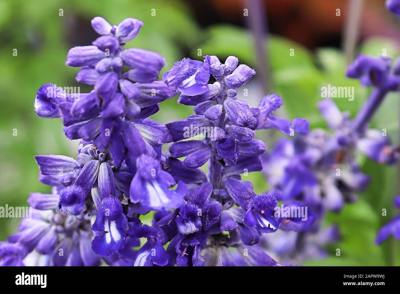 Blue sage hi-res stock photography and images - Alamy