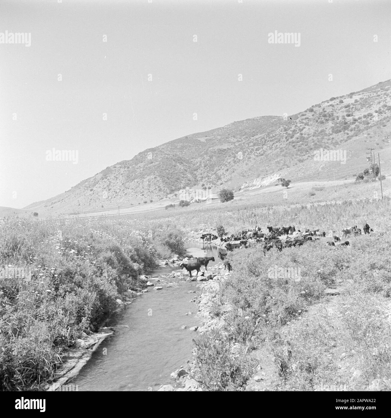 Israel goats Black and White Stock Photos & Images - Alamy