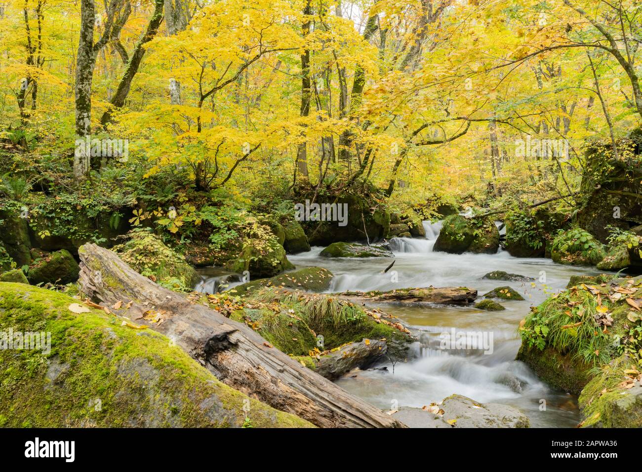 Beautiful fall color of the Oirase Gorge at Aomori, Japan Stock Photo - Alamy
