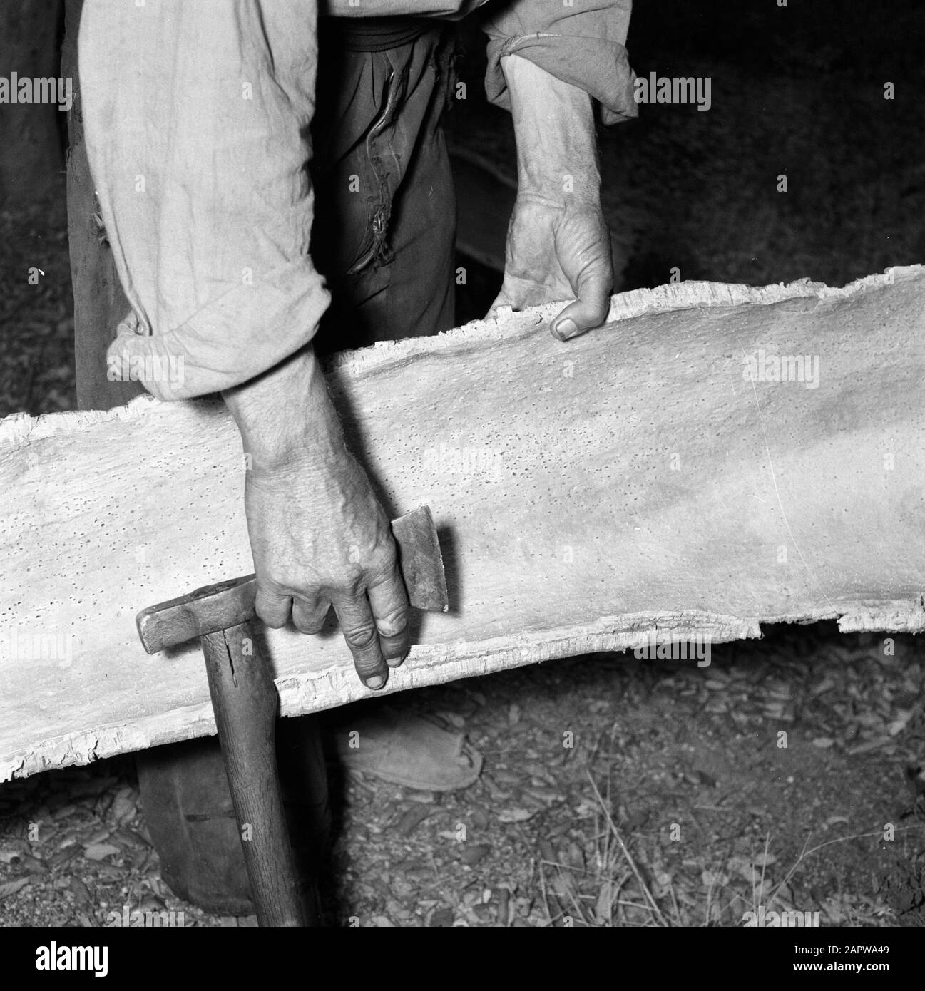 Cork Industry in Llagostera (Catalonia region) Cork bark and the axe ...