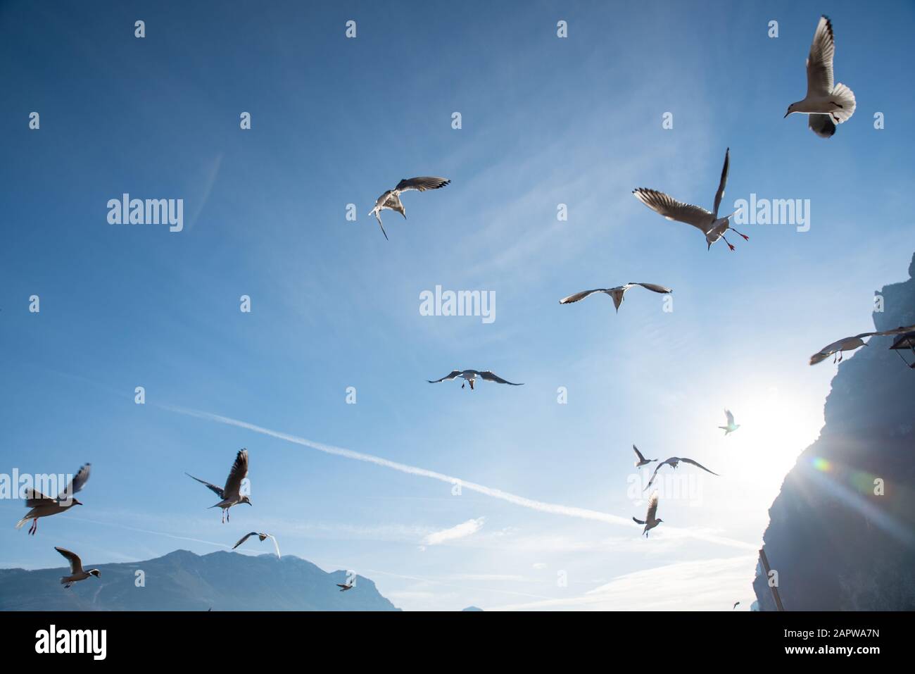 the flight of birds against the blue sky in backlight Stock Photo - Alamy