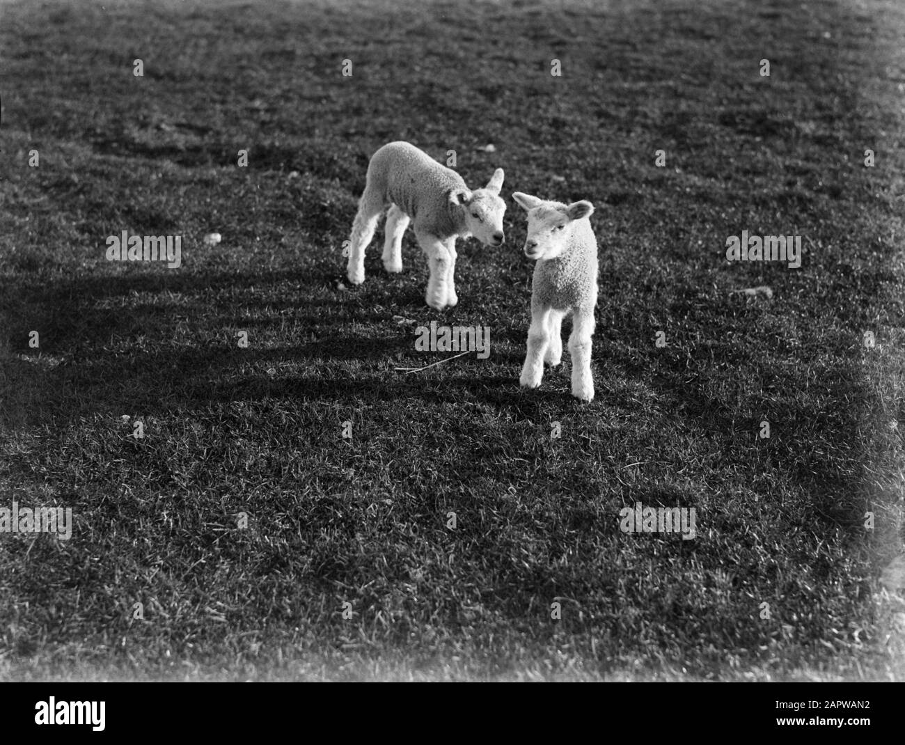 Sheep lambs in spring Black and White Stock Photos & Images - Alamy