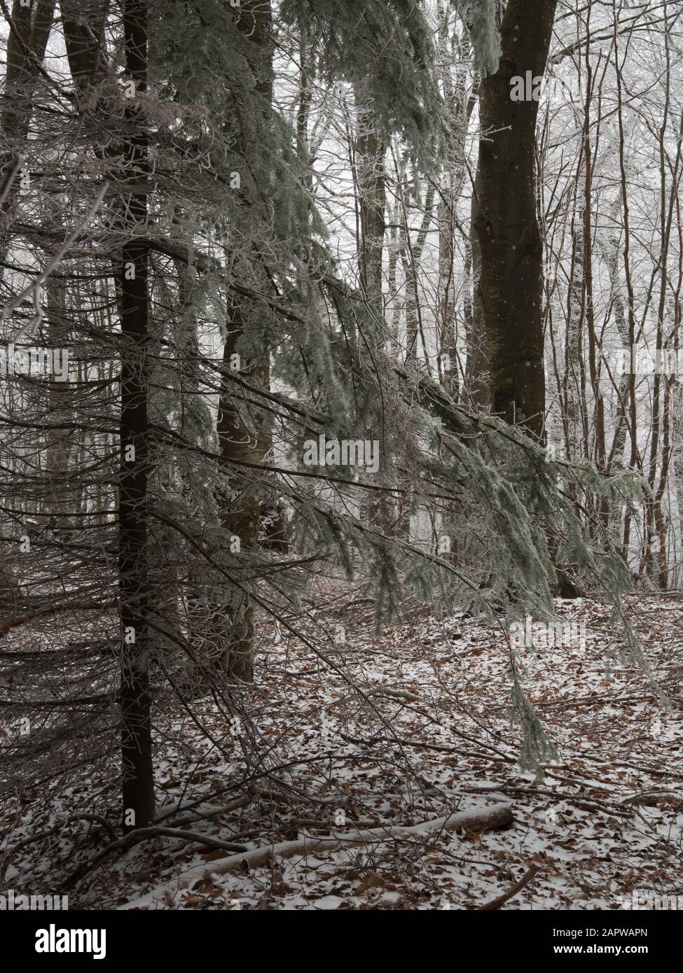 frozen snow in the forest Stock Photo - Alamy