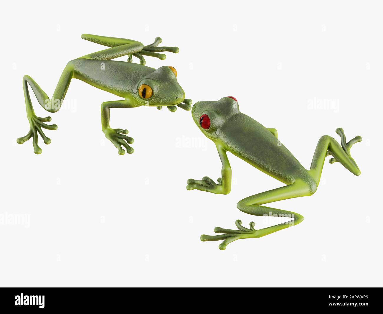 Two frogs look at each other on white background 3d rendering Stock ...