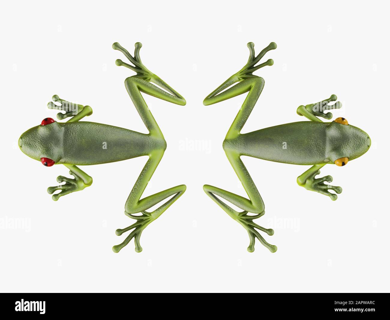 Two frogs turned away from each other on a white background 3d ...