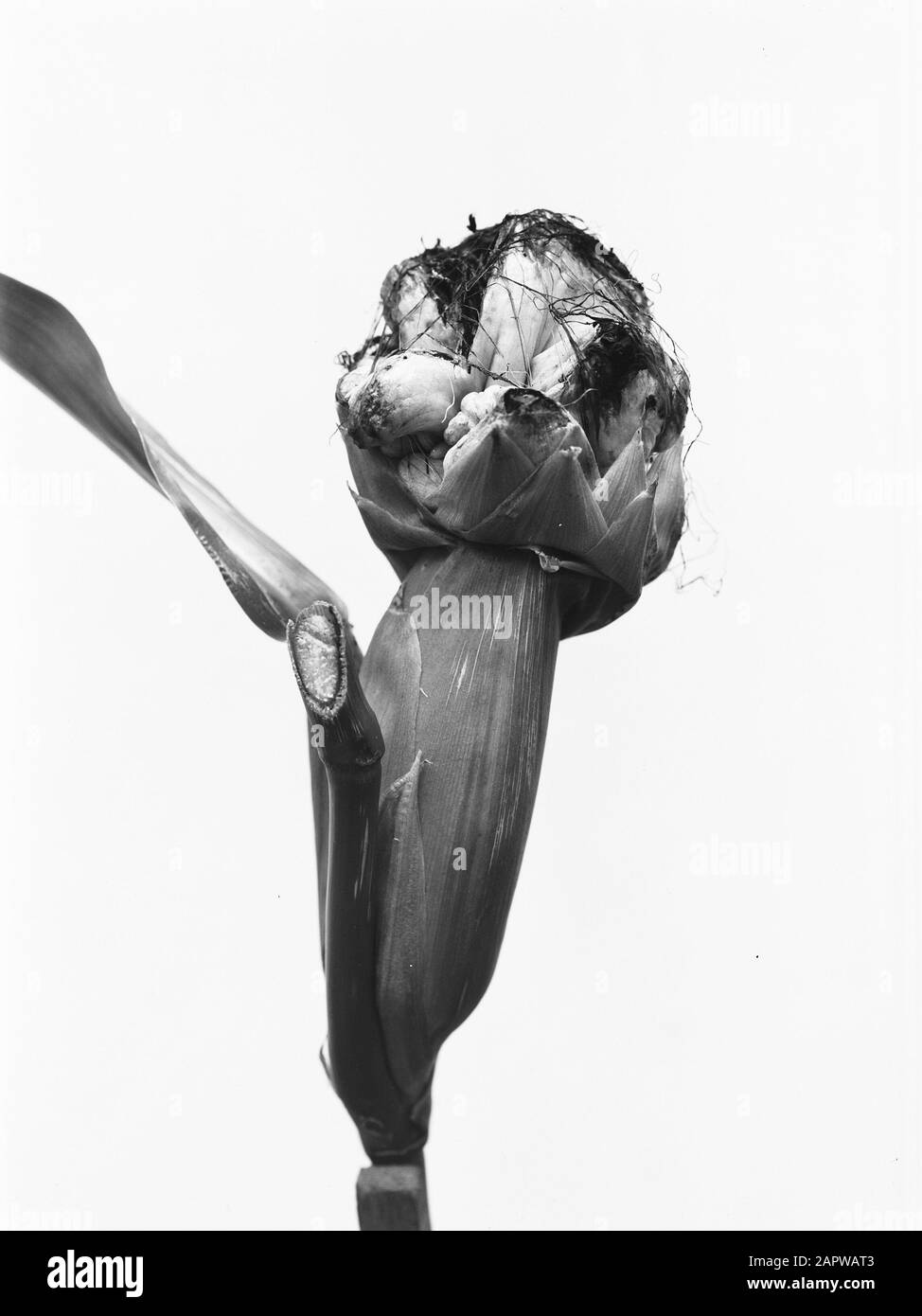 Methods of growing Cut Out Stock Images & Pictures - Alamy