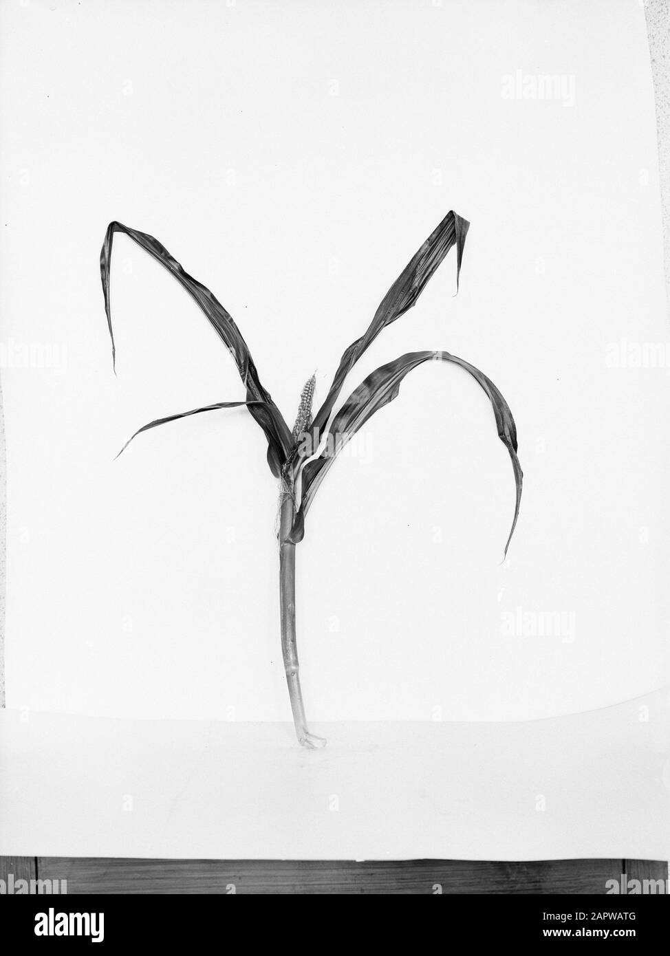 corn cultivation and tobacco cultivation, corn plants, sick, hereditary ...