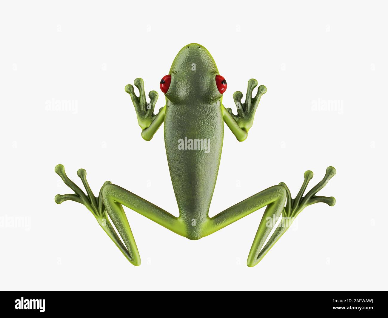 Green frog top view on white background 3d rendering Stock Photo - Alamy