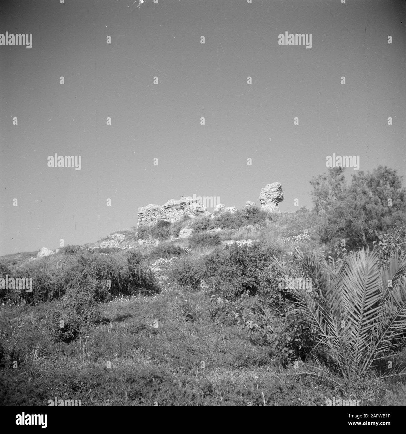 Israel 1948-1949:askalon Landscape with archaeological remains at ...