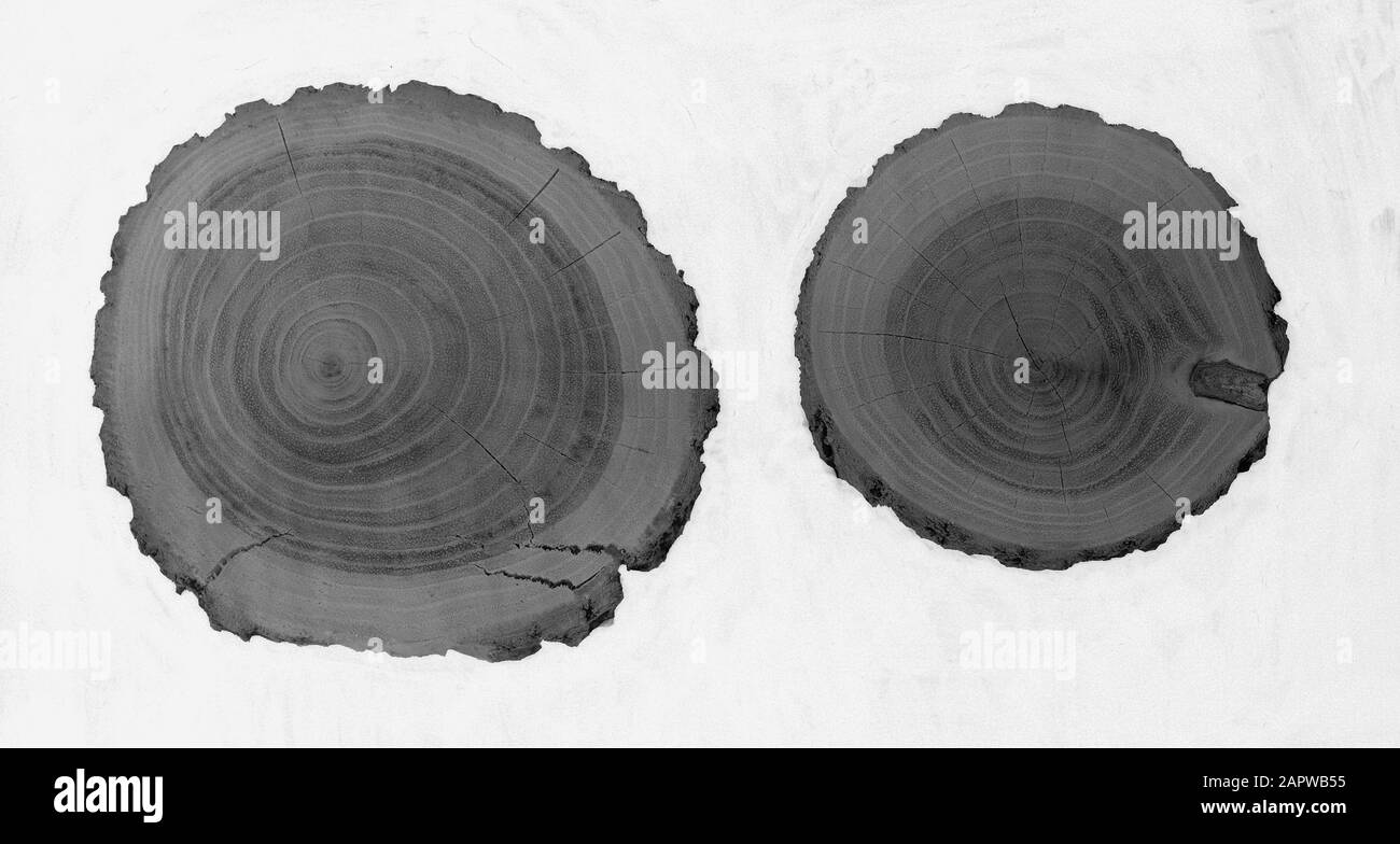 various deciduous trees, acacia, heartwood formation Date: undated ...