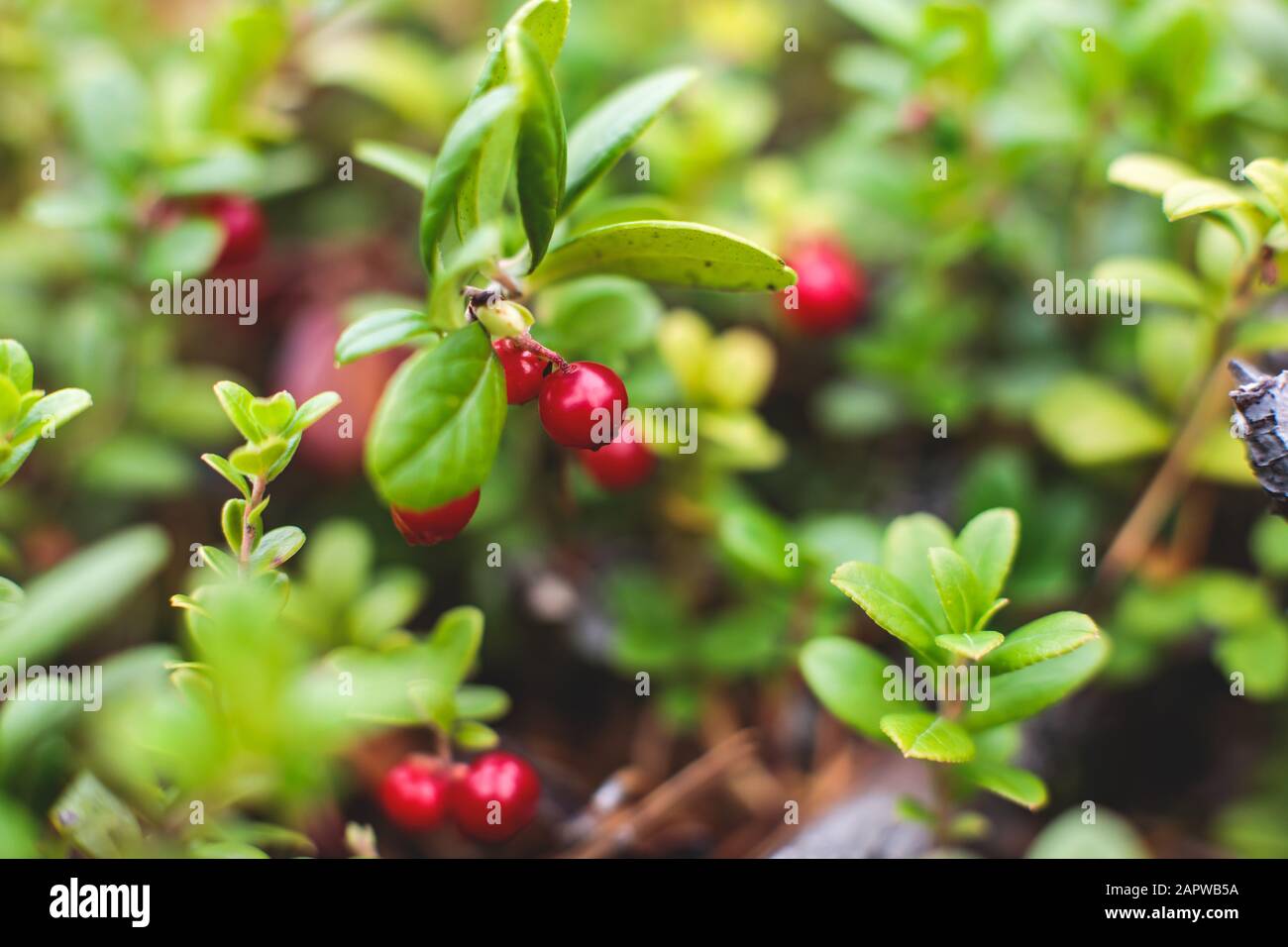 Finland Berry Picking Stock Photos & Finland Berry Picking Stock Images ...