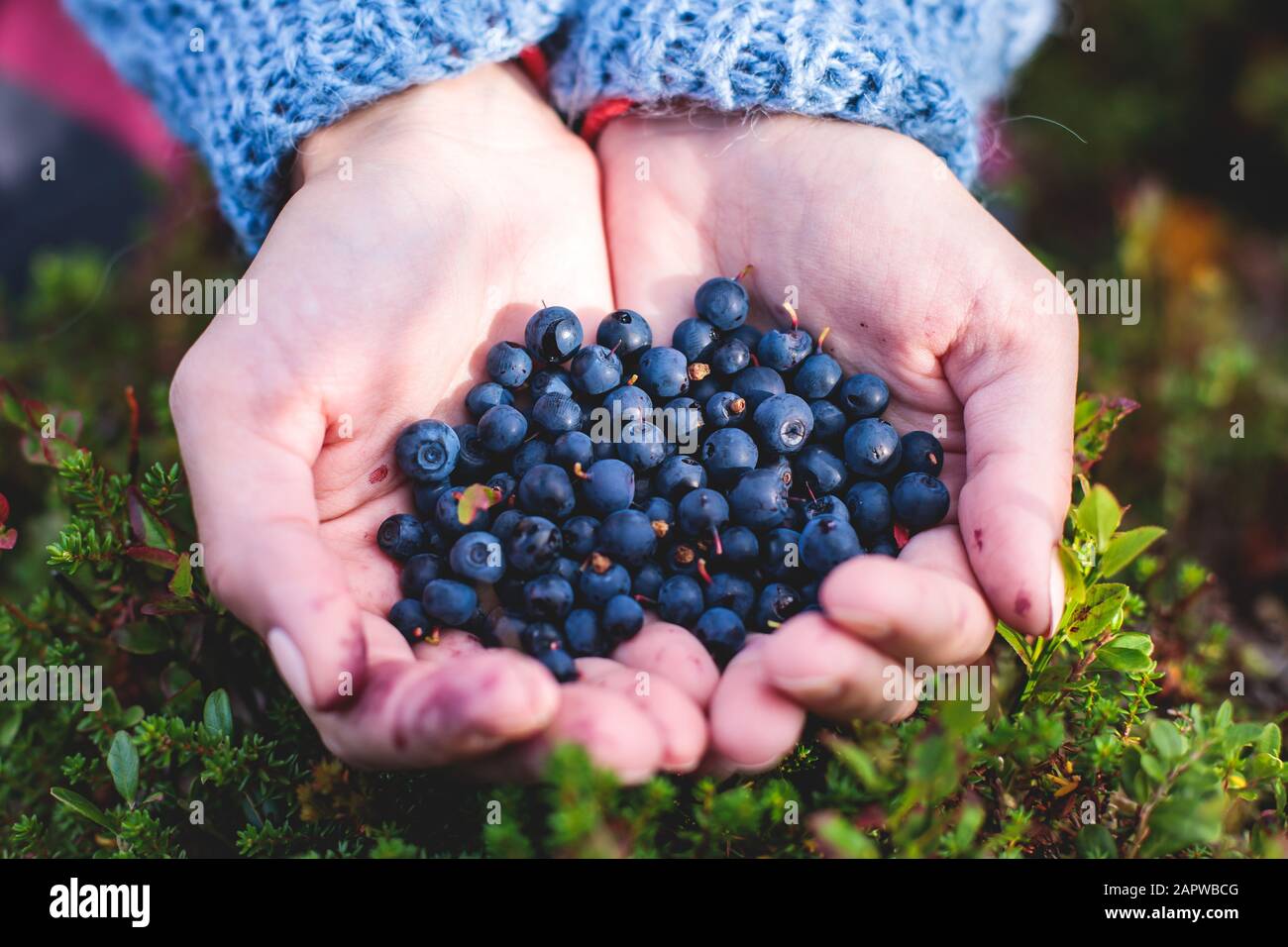 Process of collecting and picking berries in the forest of northern ...