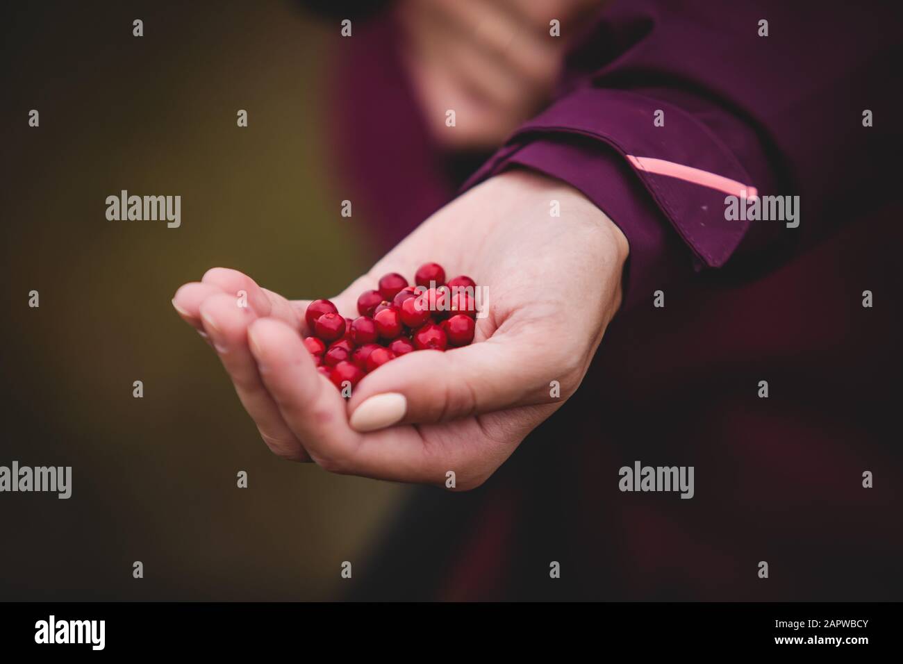 Berry picking tundra hi-res stock photography and images - Alamy