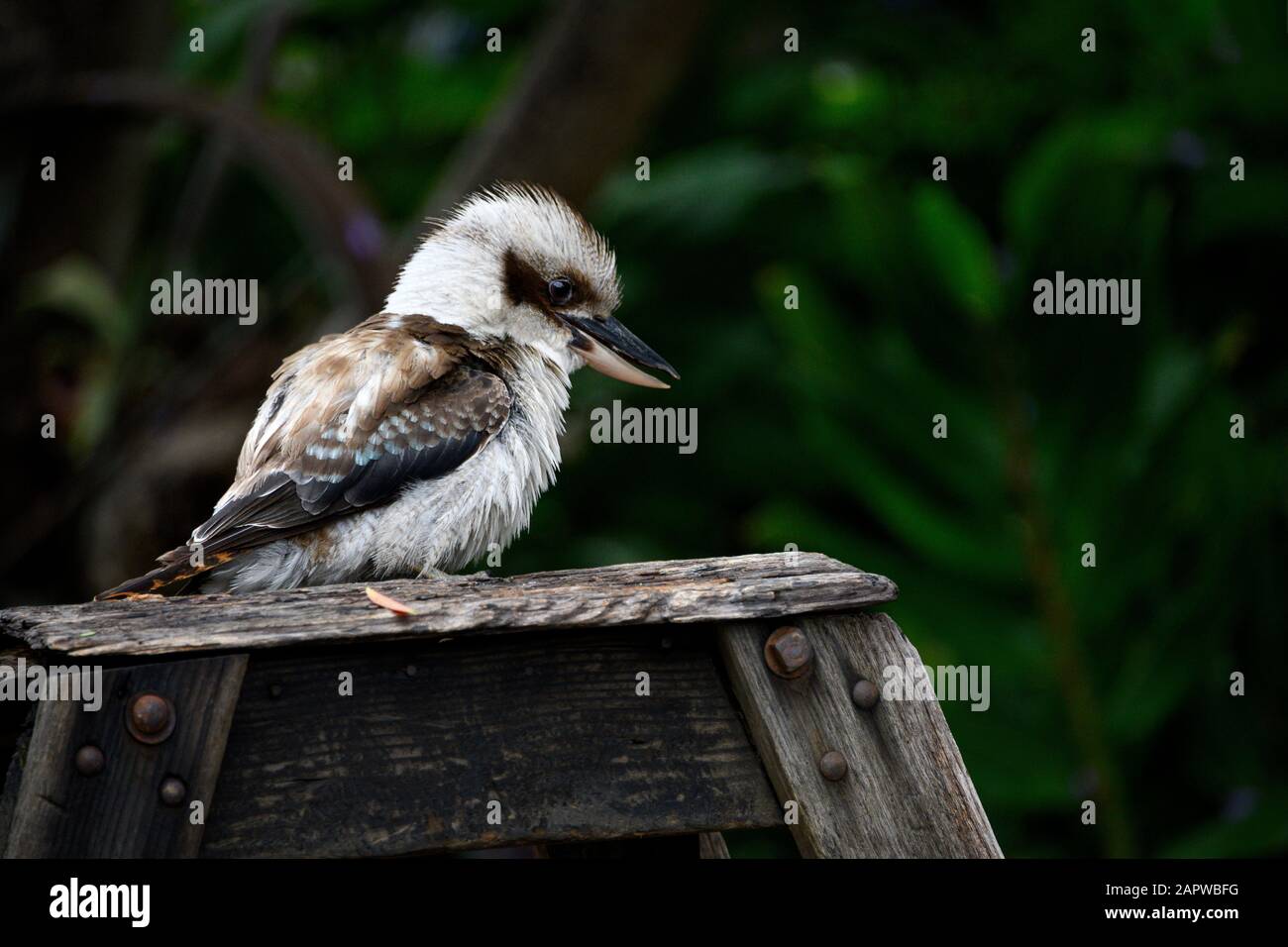 Young kookaburra hi-res stock photography and images - Alamy