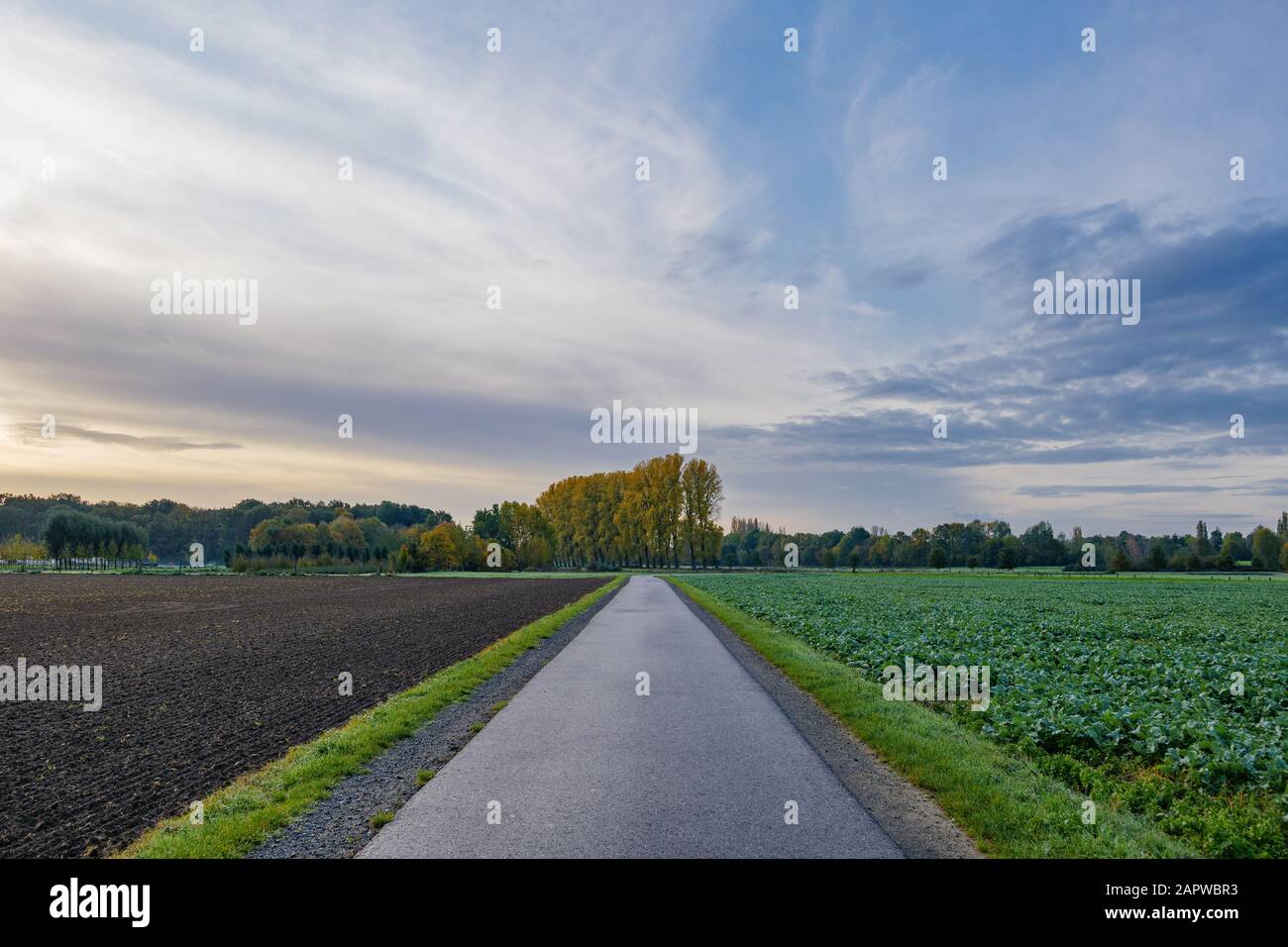 One point perspective scenery of small road between agricultural field ...