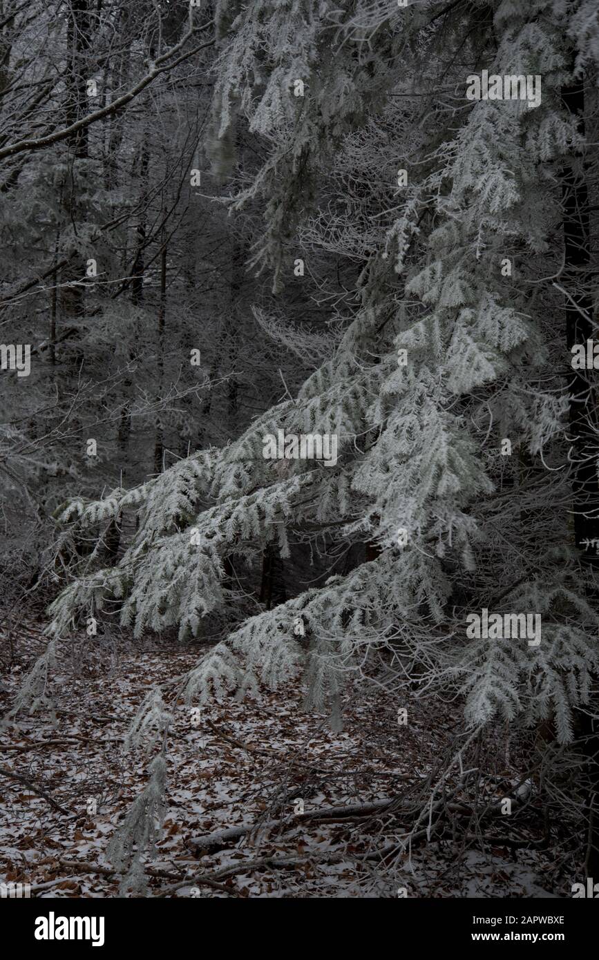 frozen snow in the forest Stock Photo - Alamy