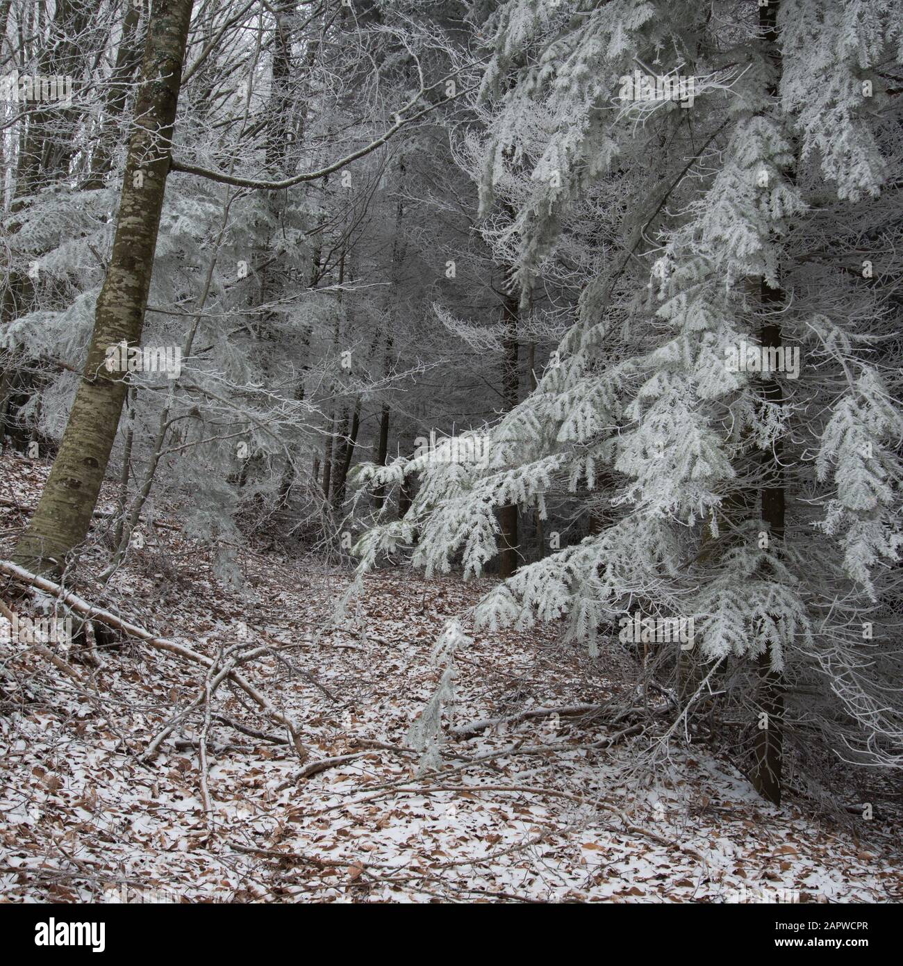 frozen snow in the forest Stock Photo - Alamy