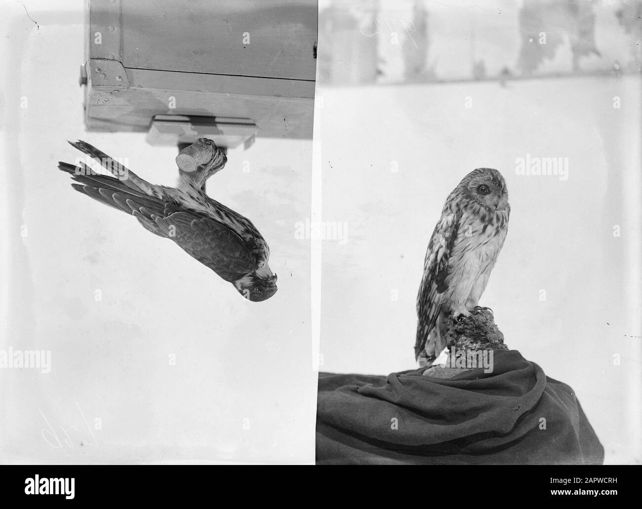 reproductions, birds, peregrine falcon, field dill Date: undated ...