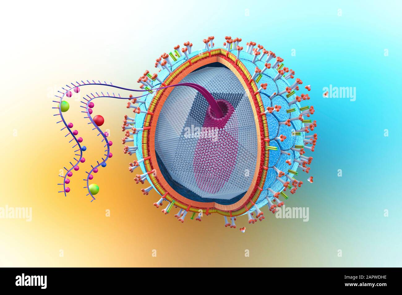 HIV structure, illustration Stock Photo - Alamy