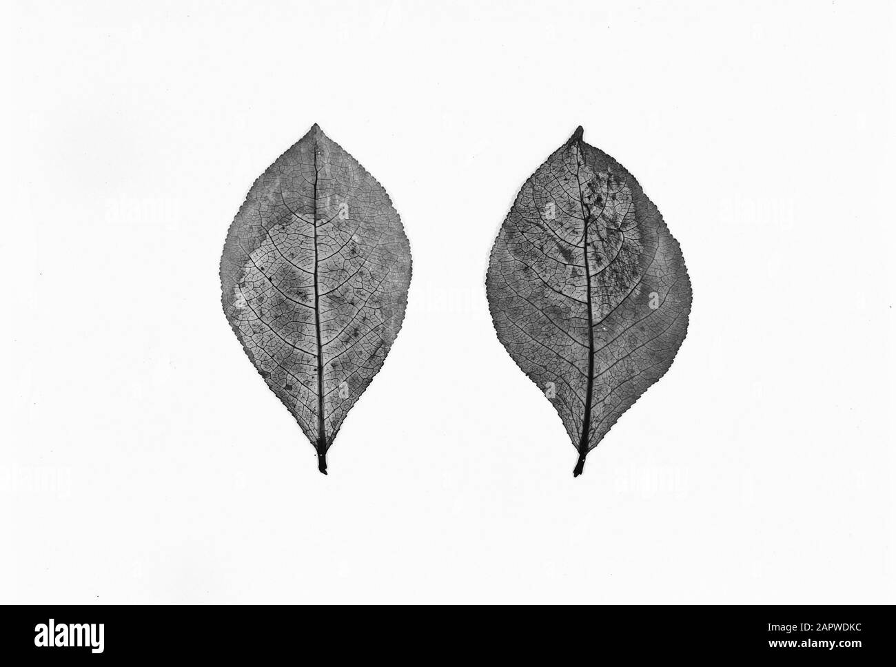 Leaf leaves canopy foliage Cut Out Stock Images & Pictures - Alamy