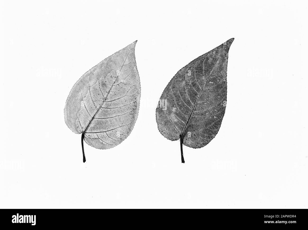 Leaf leaves canopy foliage Cut Out Stock Images & Pictures - Alamy