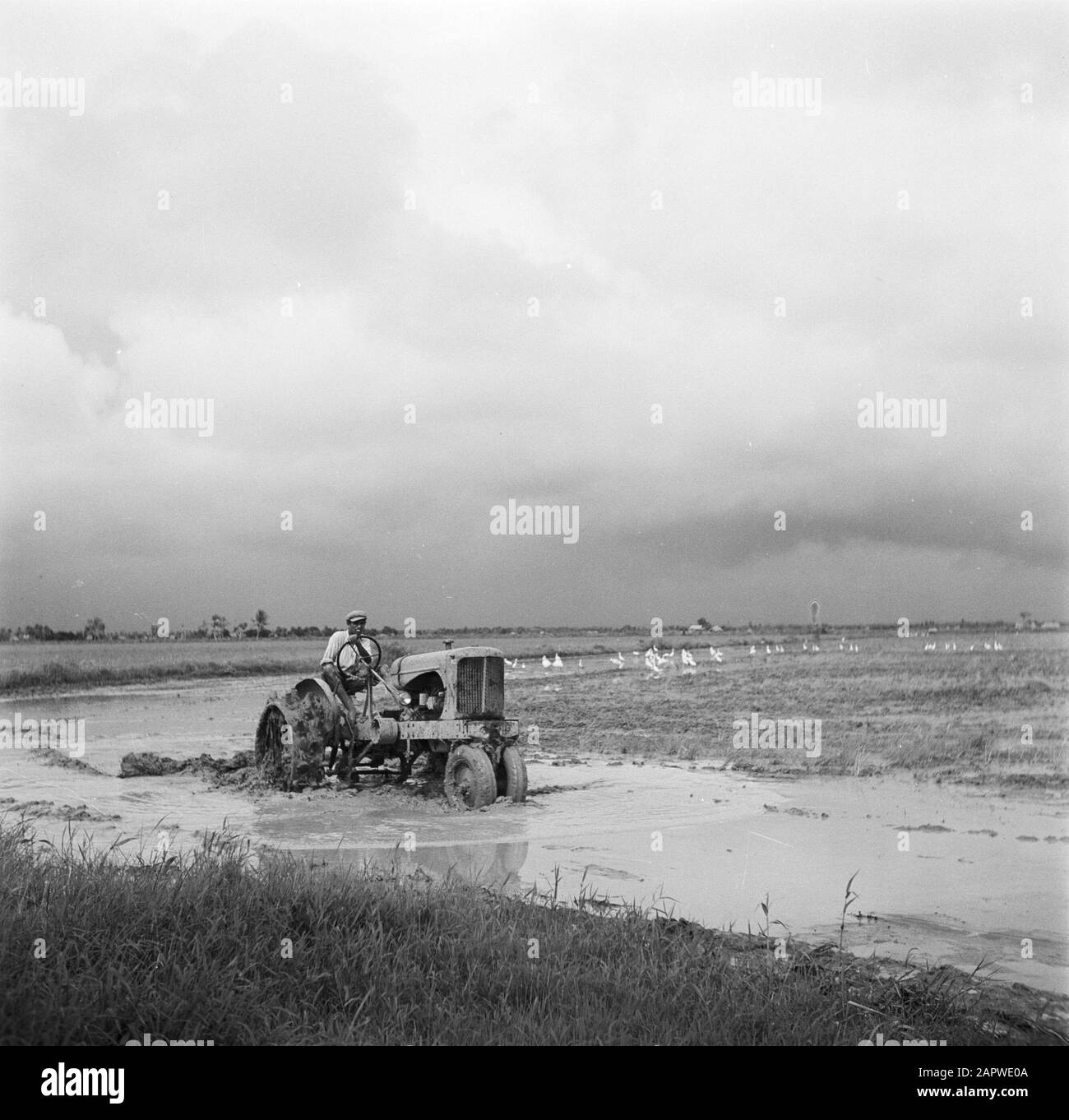 Travel to Suriname and the Netherlands Antilles Man ploughing with a ...