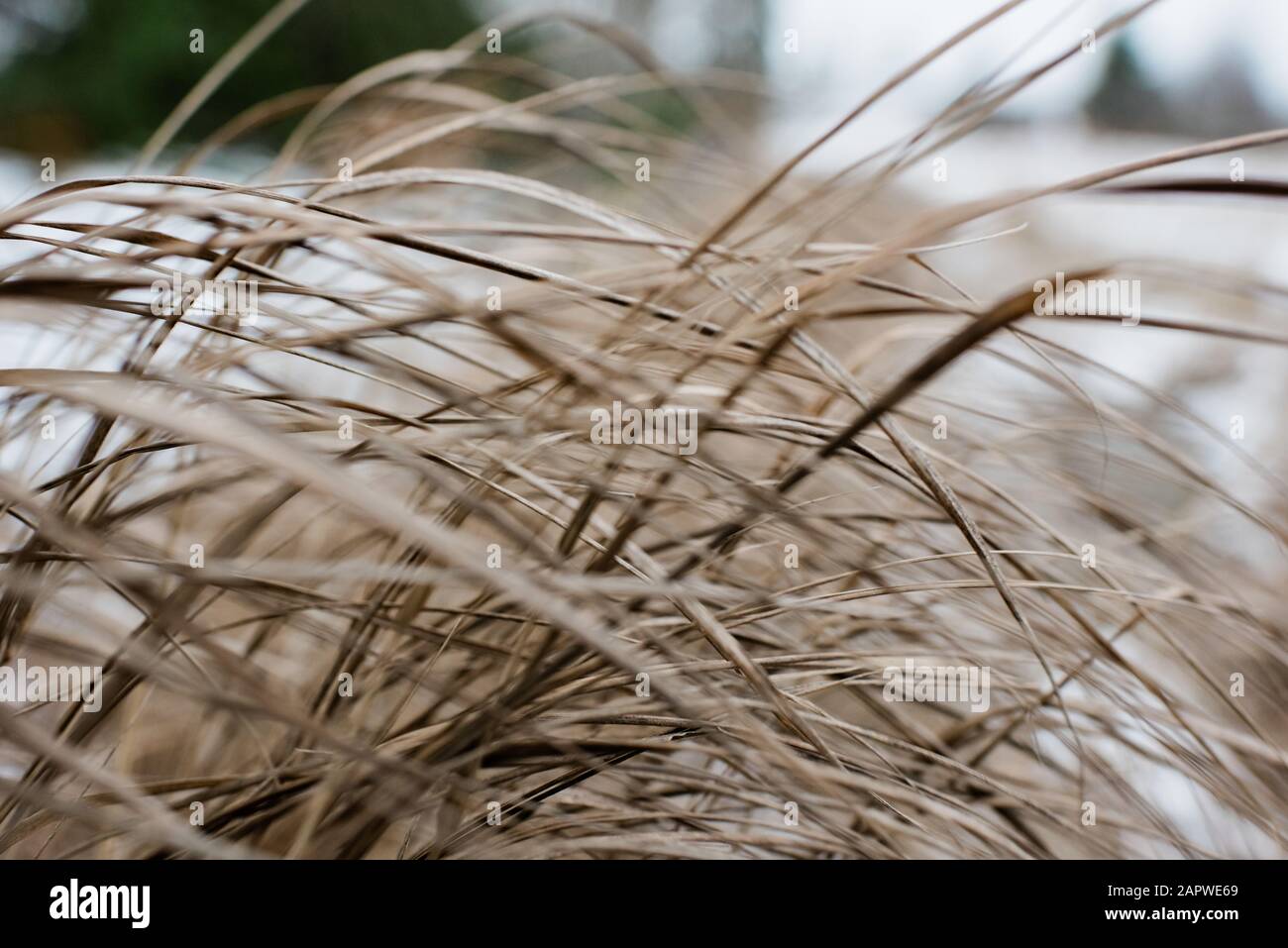 Close up reeds water hi-res stock photography and images - Alamy