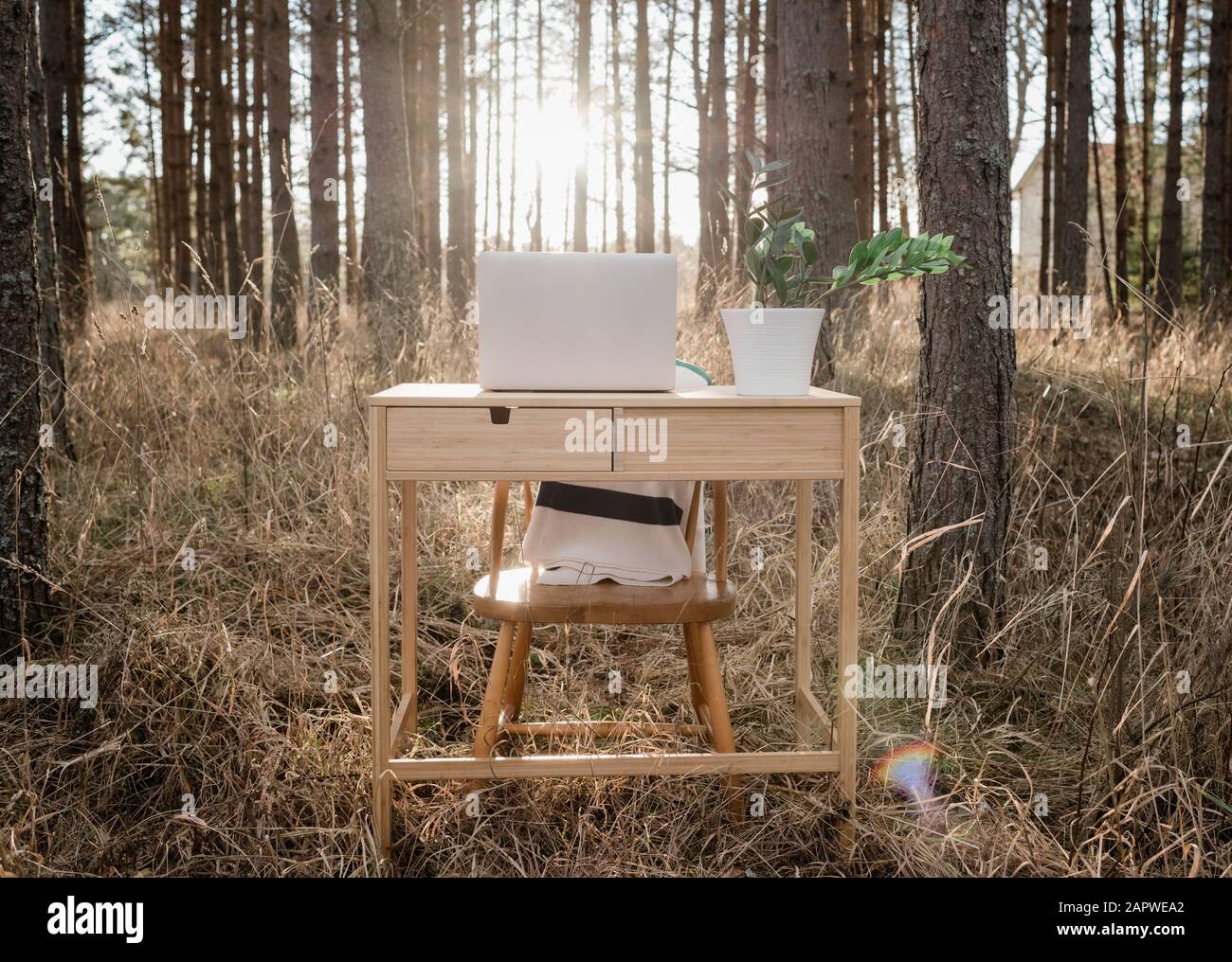 Forest workspace hi-res stock photography and images - Alamy