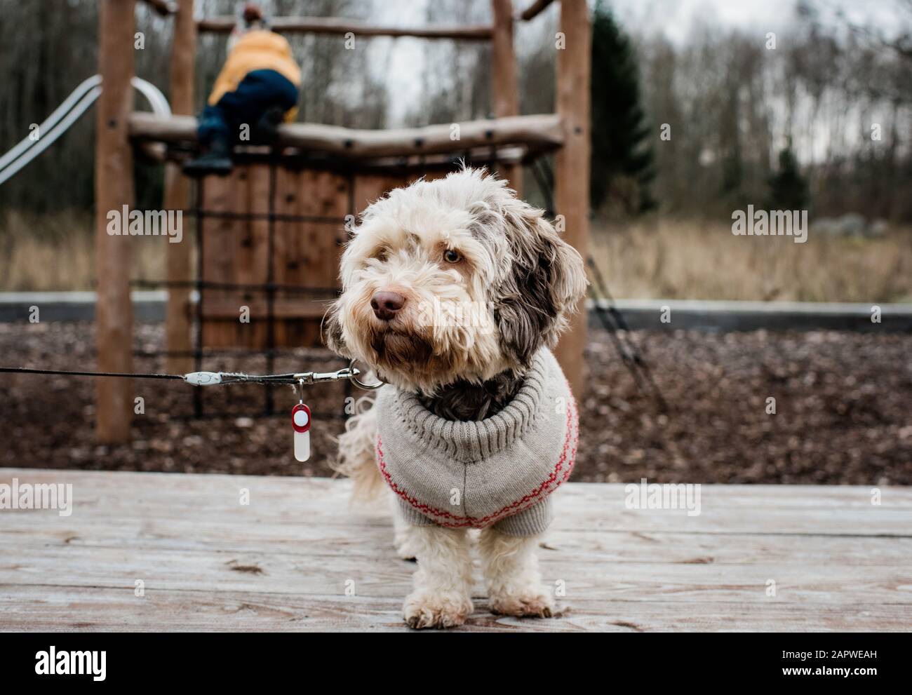 Dog sat on a bench hi-res stock photography and images - Alamy