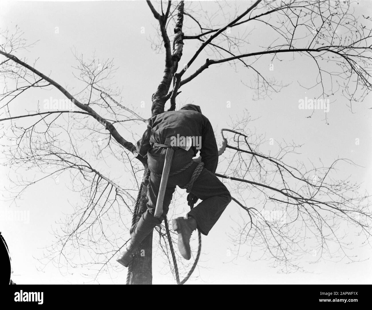 Reportage Noord-Holland Man saws branches of a tree Date: 1933 Keywords ...