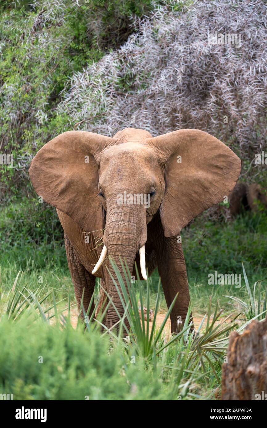 Red elephants walk in the savannah between the plants Stock Photo - Alamy