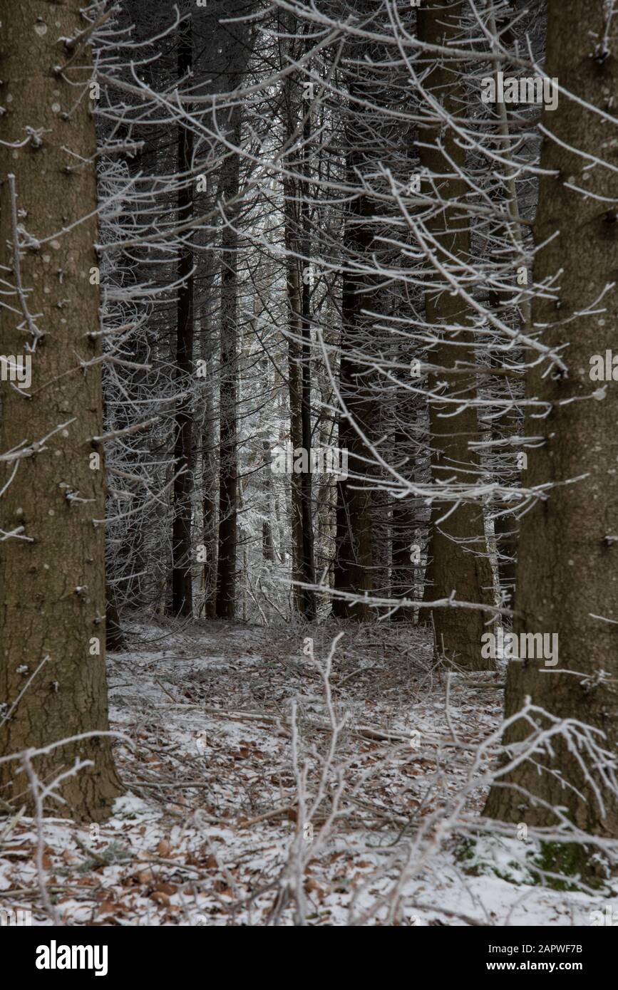 frozen snow in the forest Stock Photo - Alamy