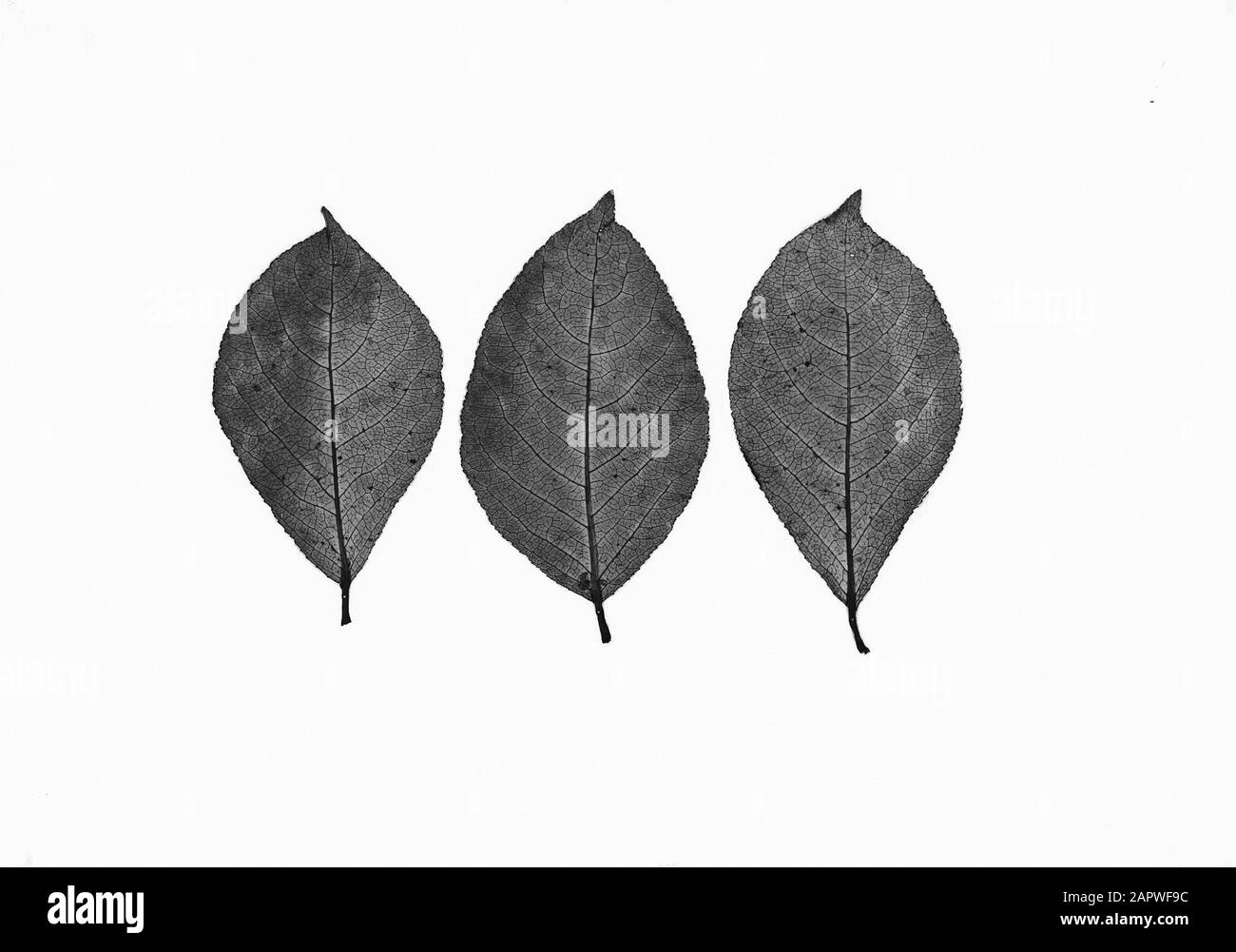 Leaves identification Cut Out Stock Images & Pictures - Alamy